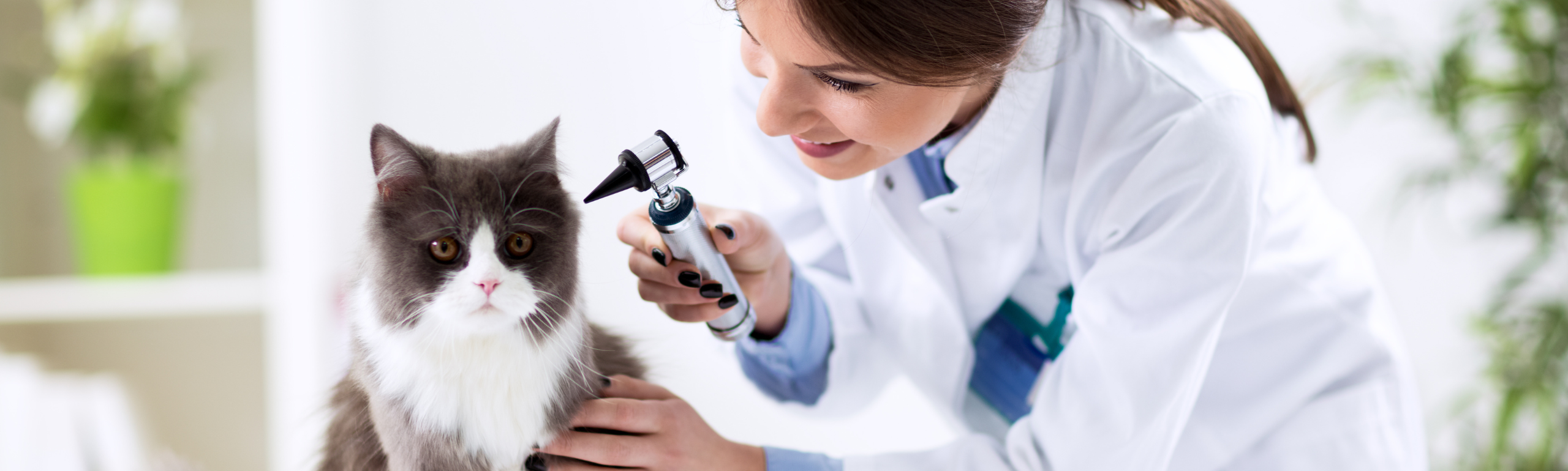 Routine & Preventative Care - Hub City Animal Hospital